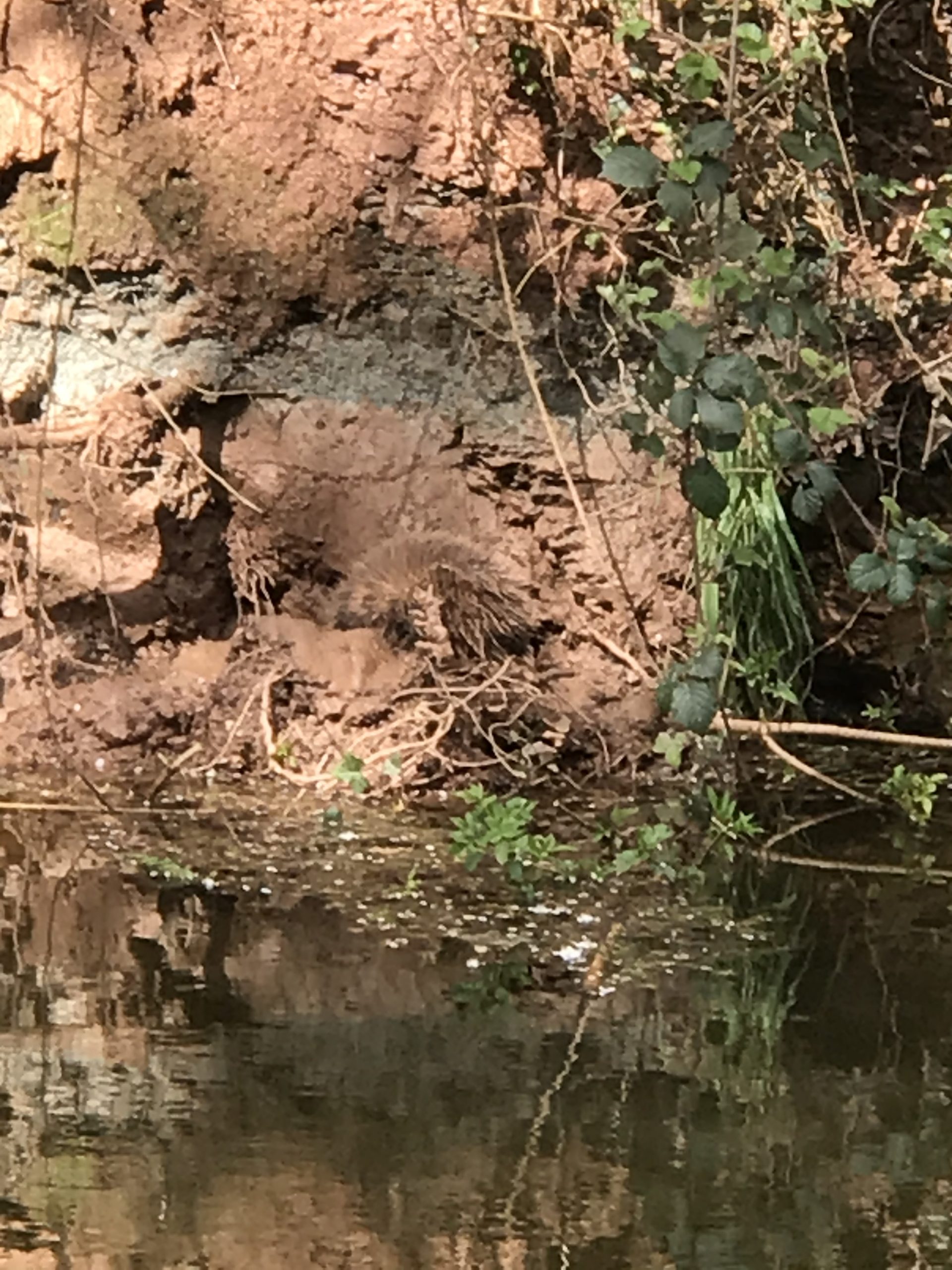 Young badger stuck in the mud on Hopwood canalside bank rescued by the ...