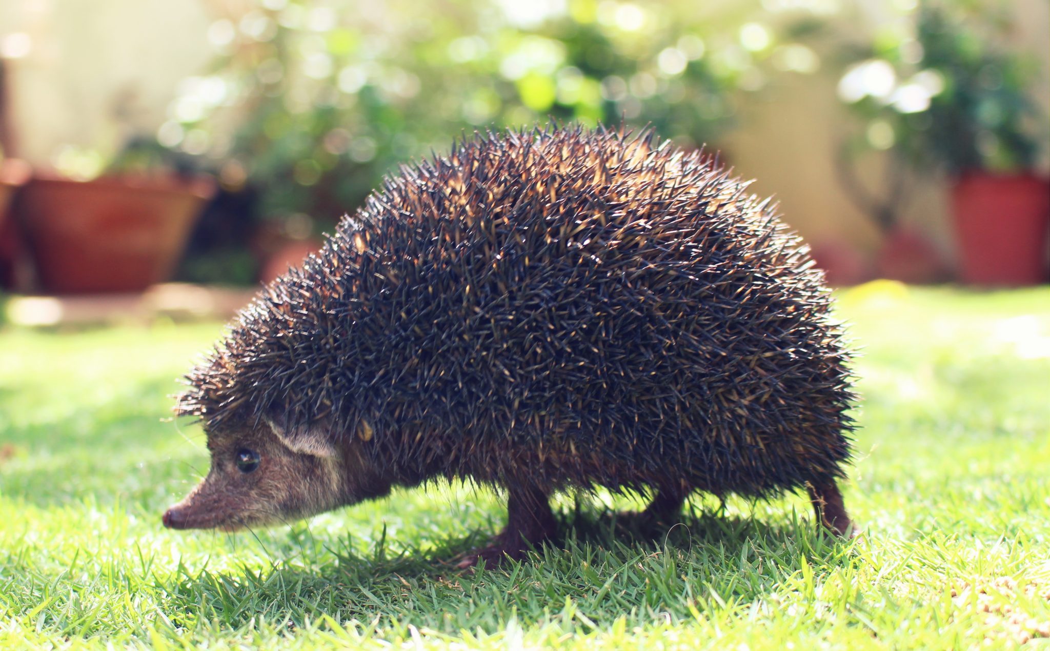 Britain urged to act as Hedgehog Awareness Week launches nationwide ...