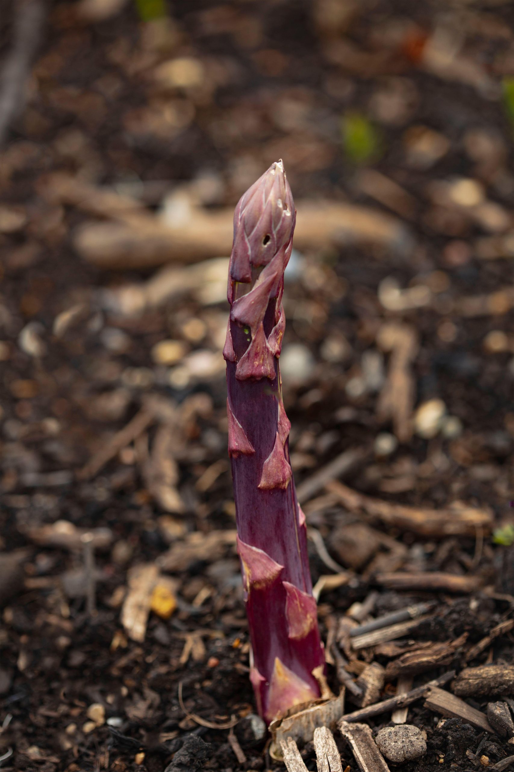 Discover the power of purple veg - The Solihull Observer