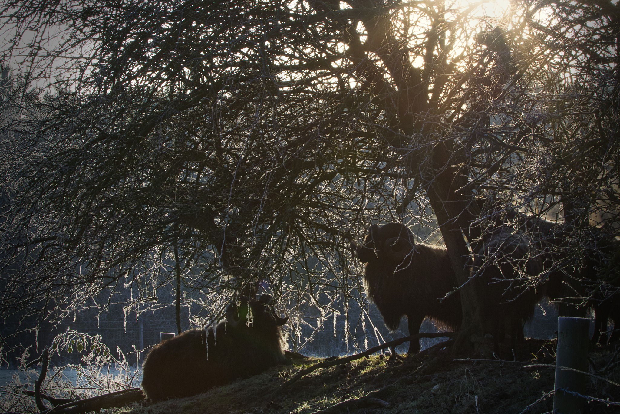 Friendly flock of Hebridean sheep helping biodiversity efforts at ...