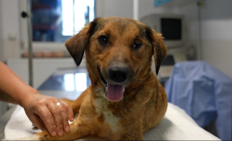 Romanian Animal Shelter Reaches Out After Our Dog Import Story - The ...