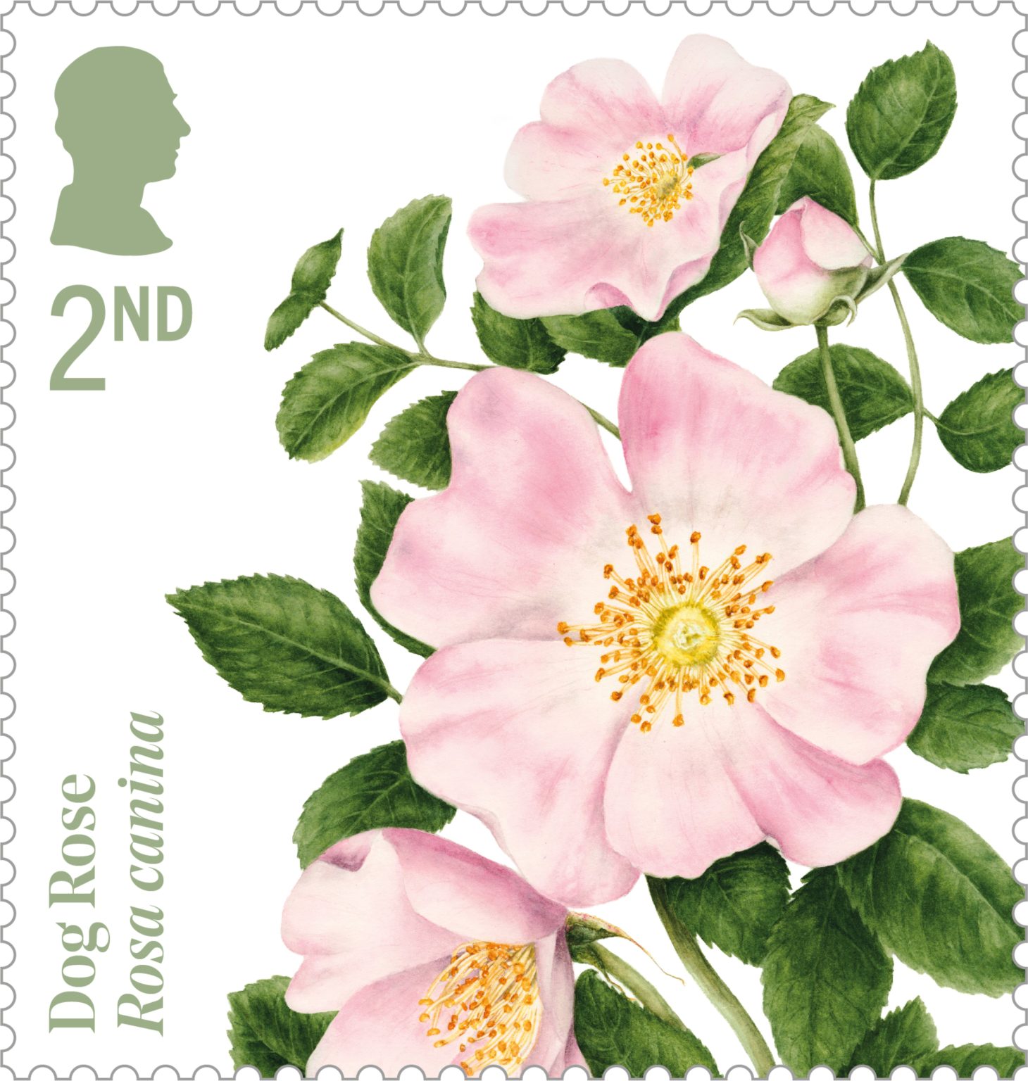 New Royal Mail stamp collection extols virtues of English roses - The ...