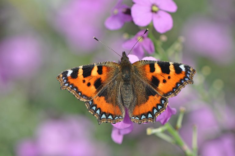Nominate your best butterfly to help group find nation's favourite ...