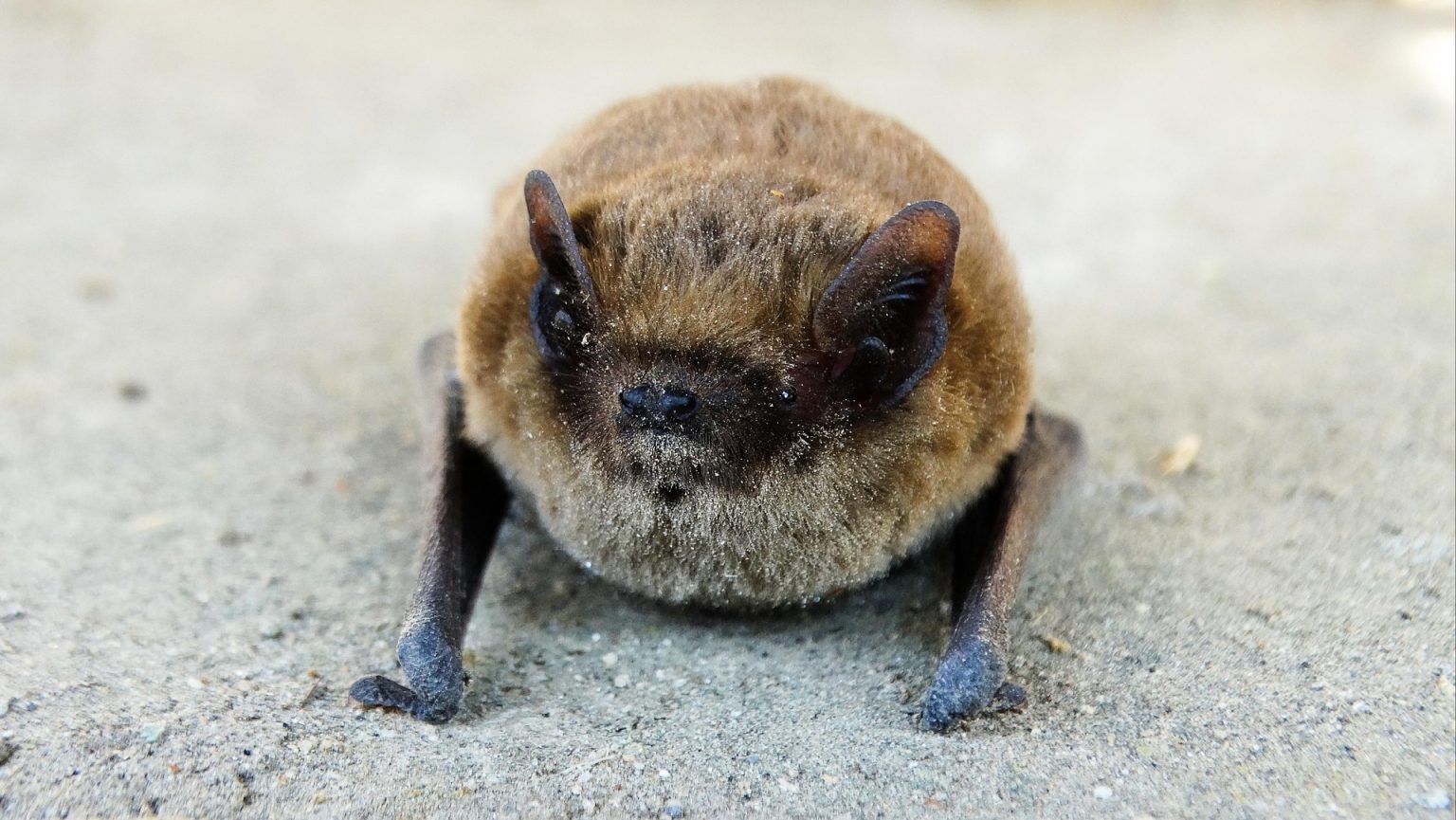 Britain's Bats: The Fascinating Summer Visitors You Shouldn't Be Afraid ...